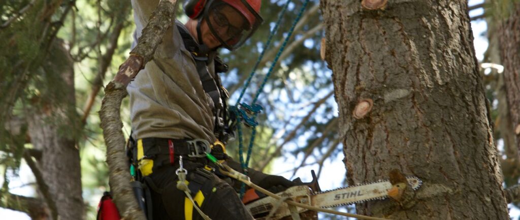 The Danger of Using Climbing Spikes During Pruning – And Why We Perform Spikeless Pruning ...